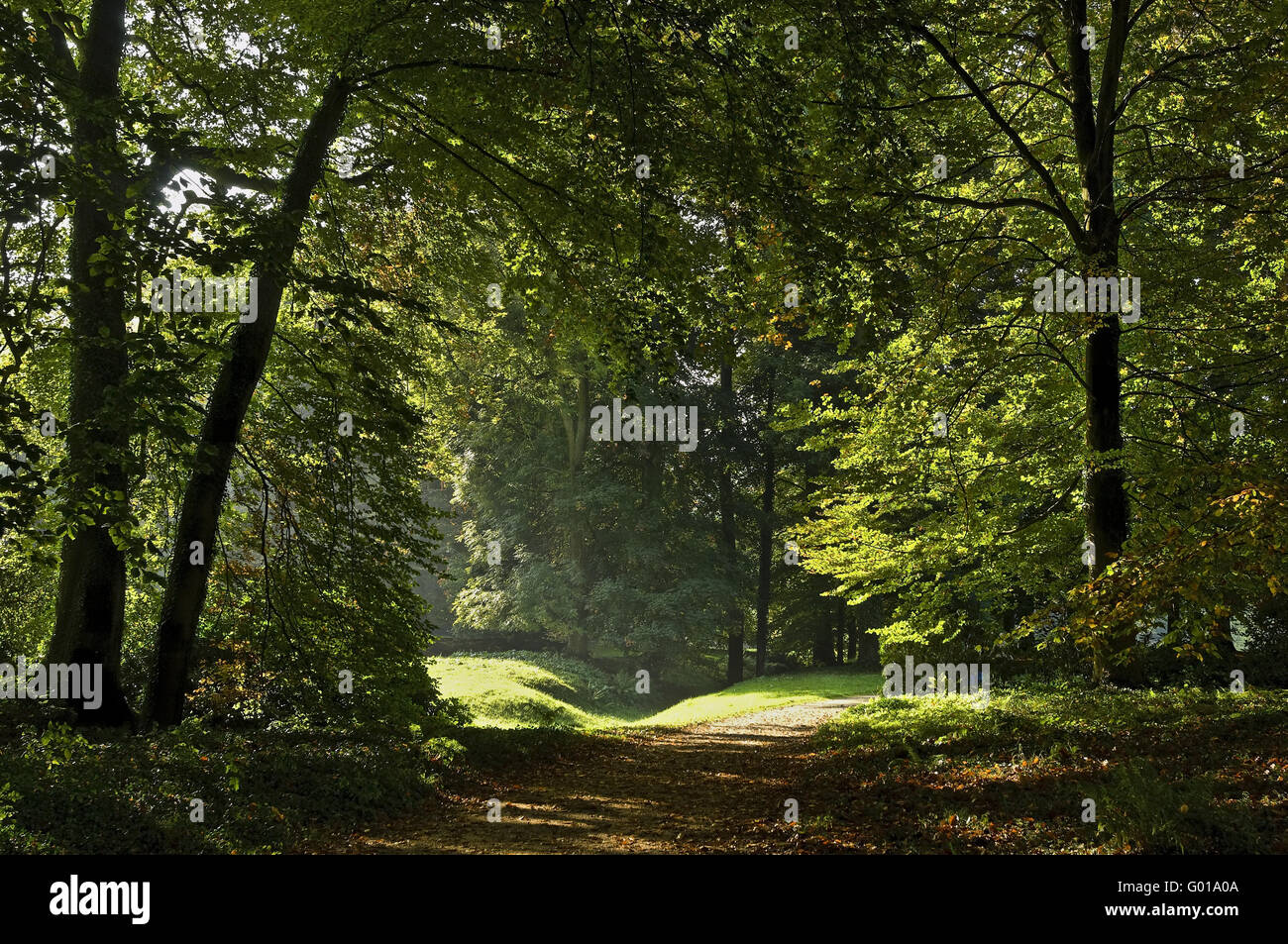 Herbst baum laub wiese sonne hi-res stock photography and images - Alamy