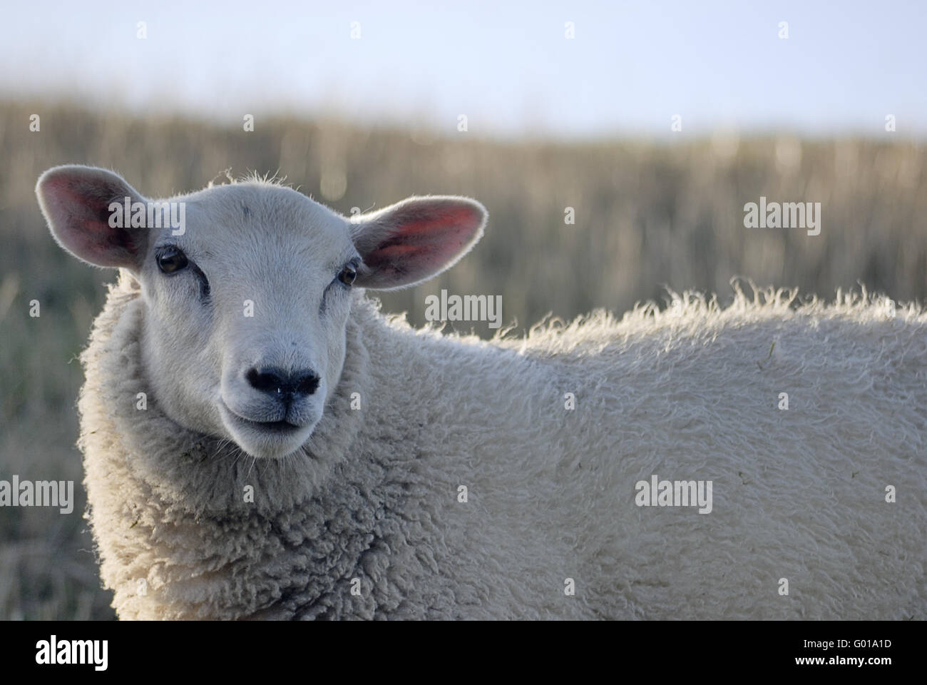 schafportrait - portrait of a sheep Stock Photo - Alamy