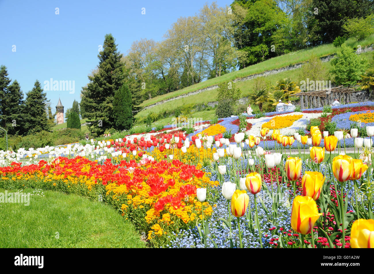 Field of Tulips Stock Photo - Alamy