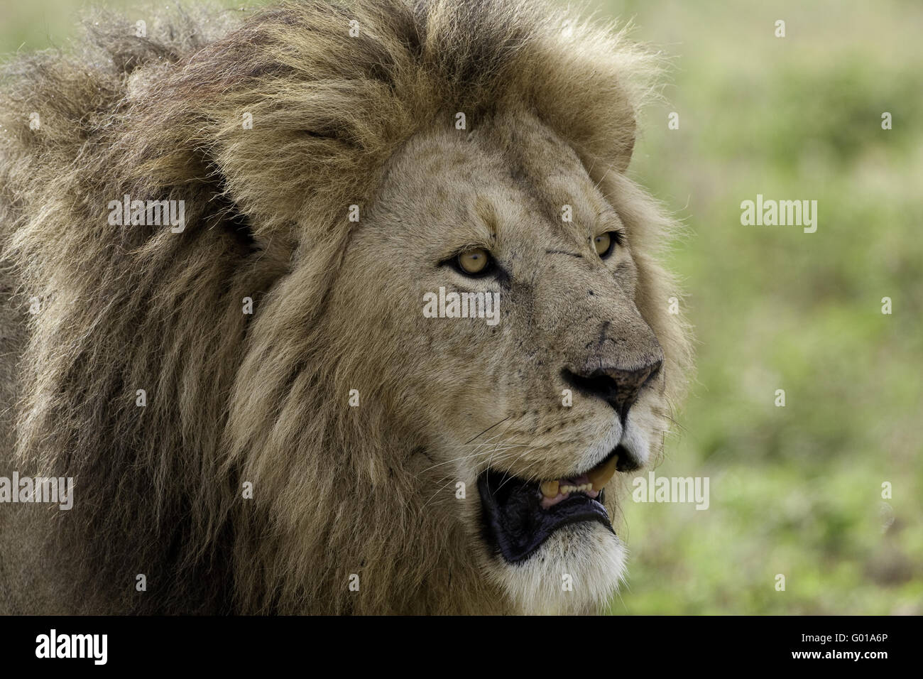 Löwenportrait, Portrait of Lion Stock Photo - Alamy