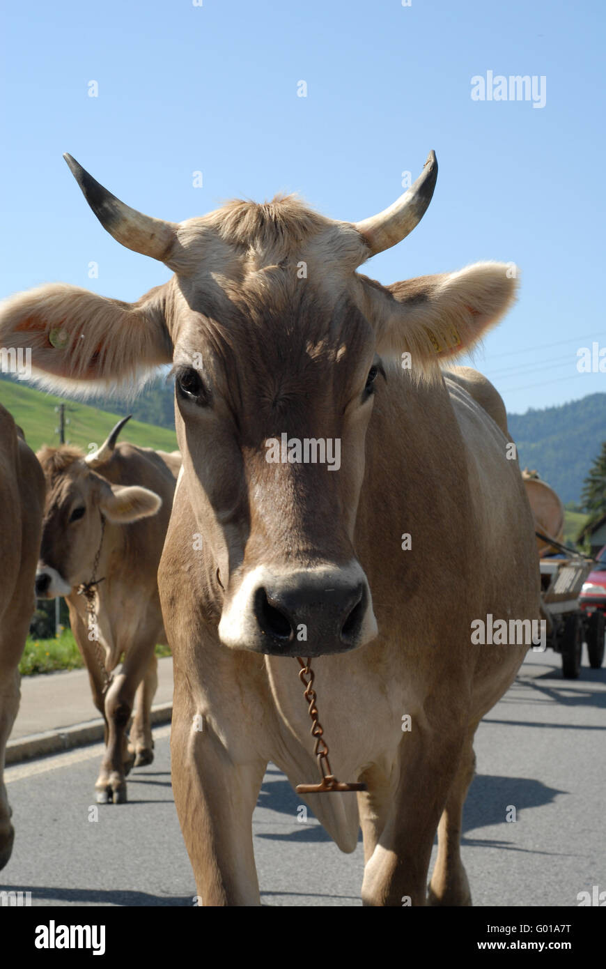 Milkers hi-res stock photography and images - Alamy