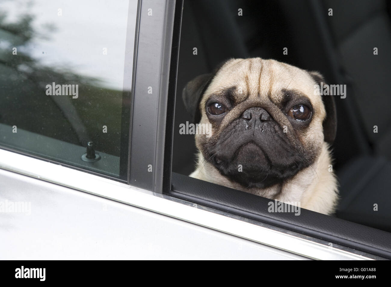 Pug in a car Stock Photo - Alamy