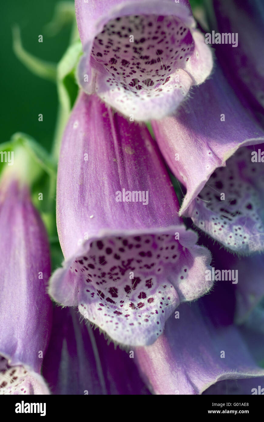 Digitalis blume hi-res stock photography and images - Alamy