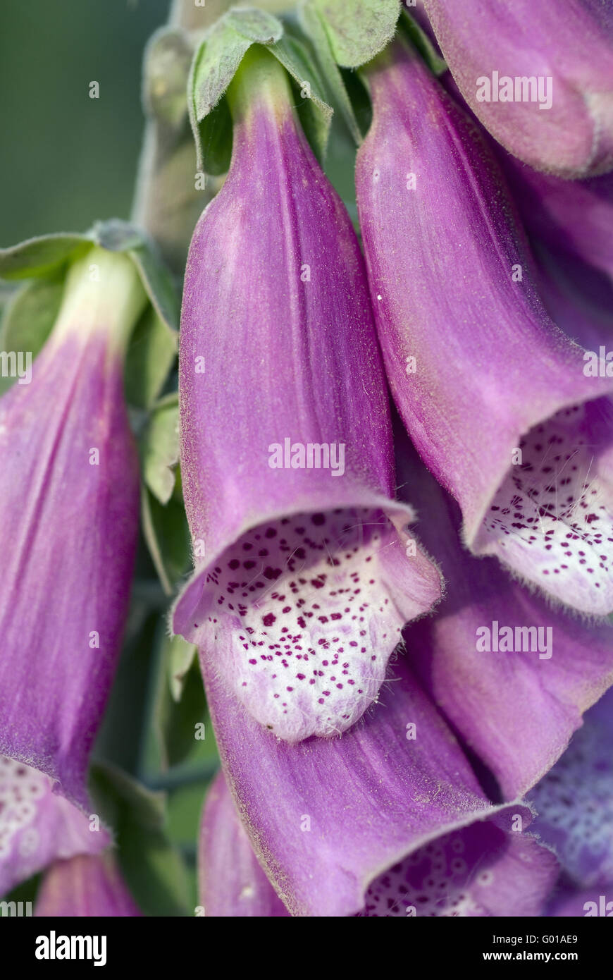 Red digitalis hi-res stock photography and images - Alamy