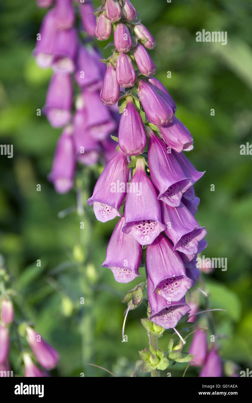 Red digitalis hi-res stock photography and images - Alamy