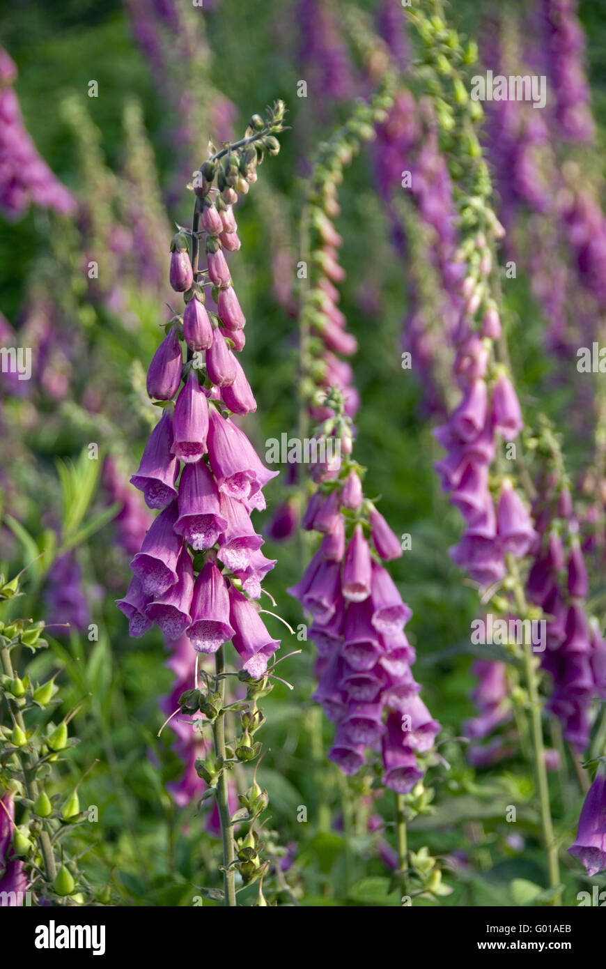 Red digitalis hi-res stock photography and images - Alamy