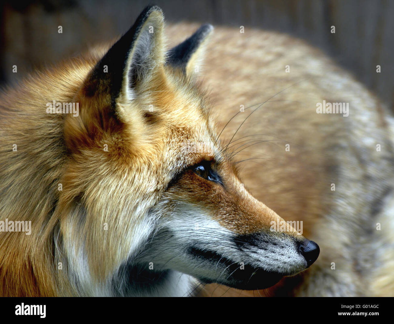 Parforcejagt hi-res stock photography and images - Alamy