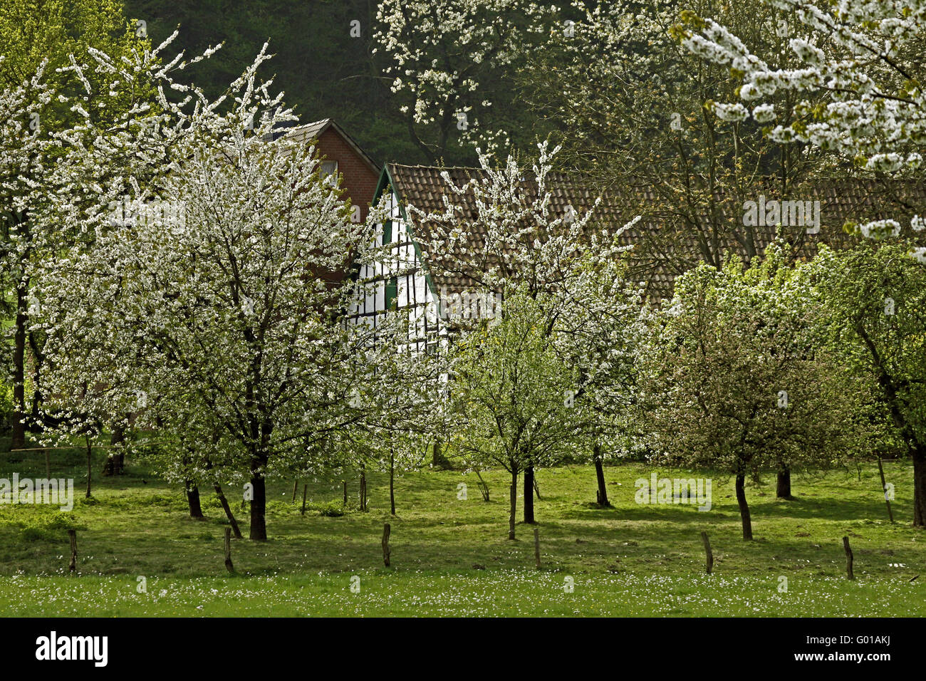 Half-timbered house with cherry blossom in April in Holperdorp ...