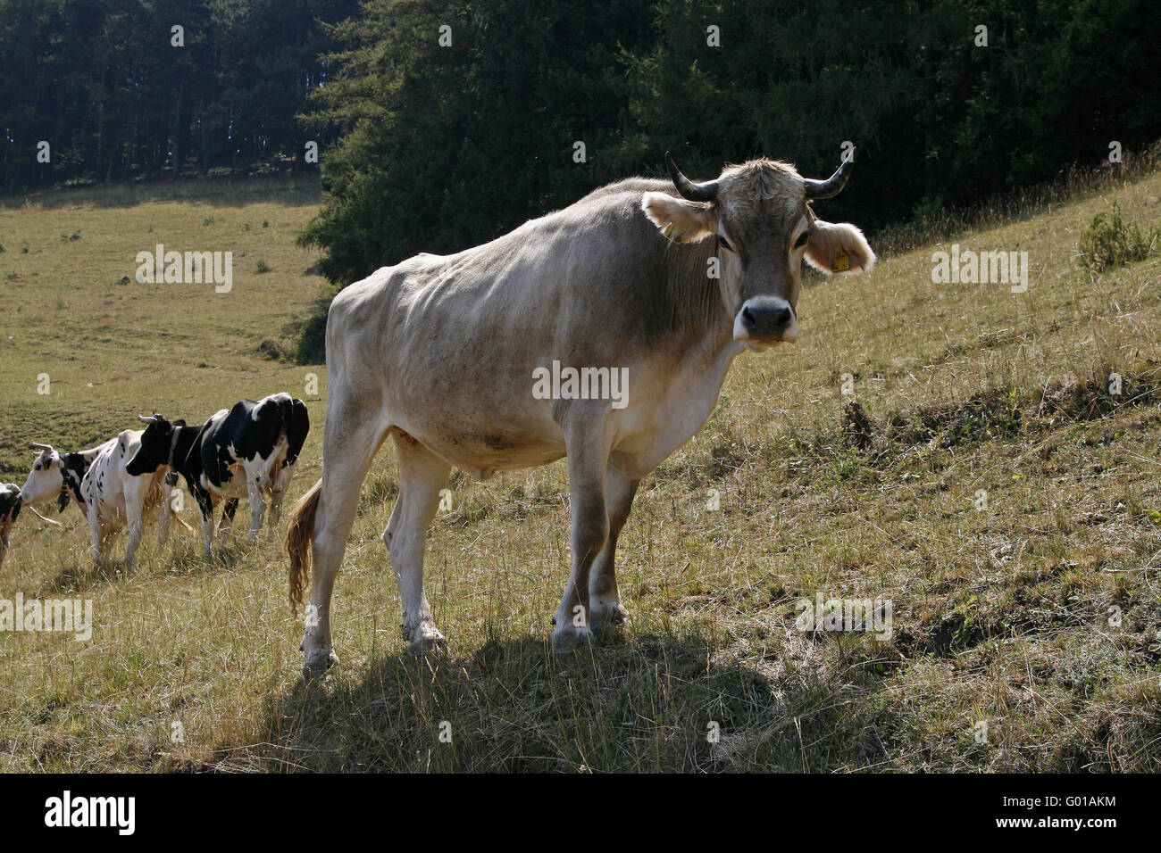 Cattle italy hi-res stock photography and images - Alamy