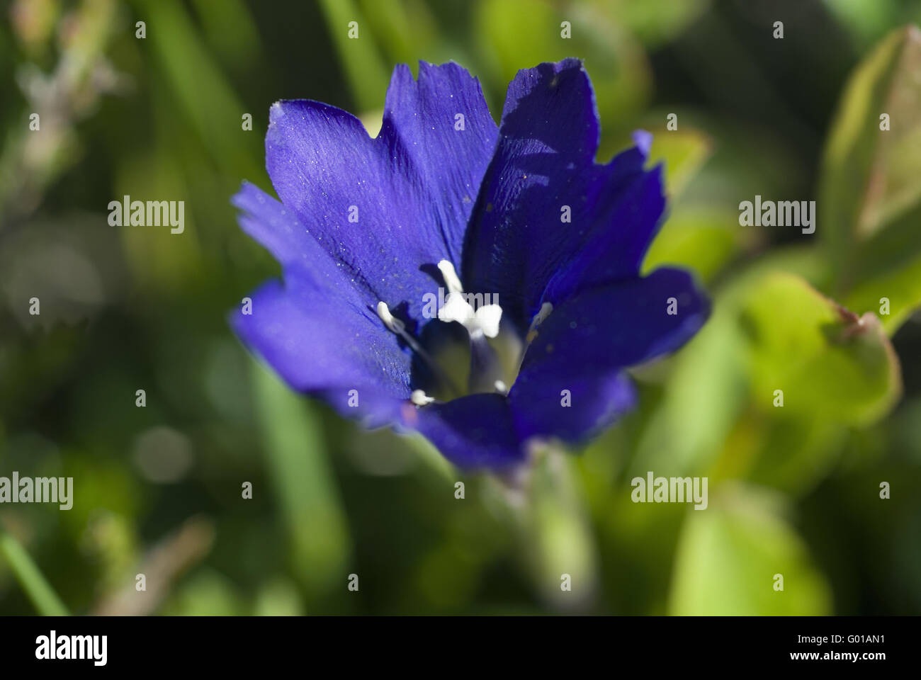 Pyrenees gentian hi-res stock photography and images - Alamy