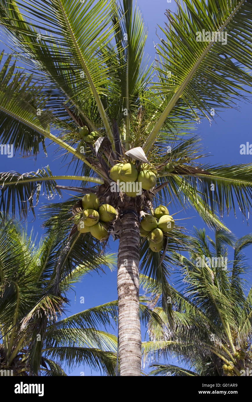 Kokospalme kokos nucifera hi-res stock photography and images - Alamy