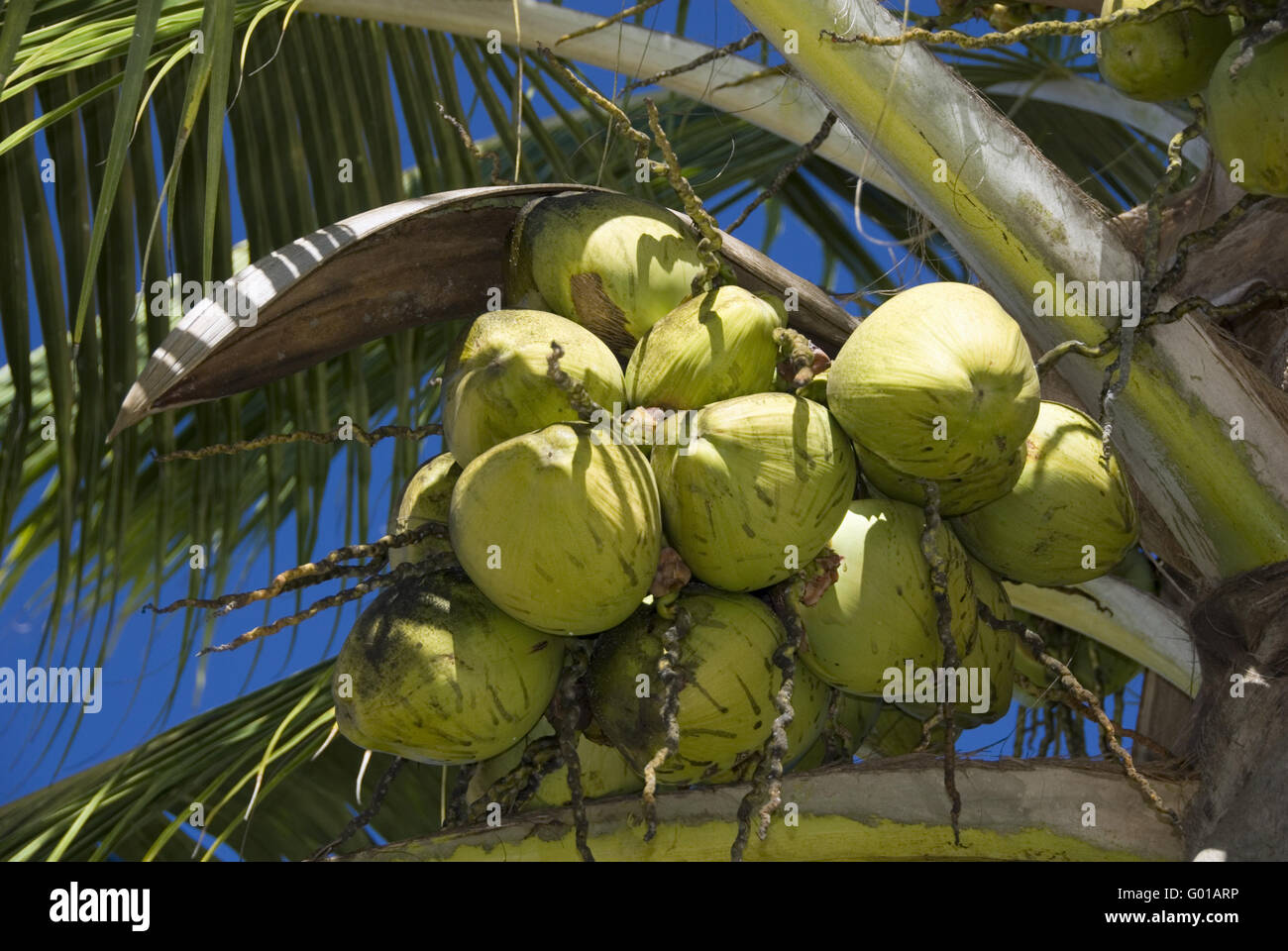 Kokospalme kokos nucifera hi-res stock photography and images - Alamy
