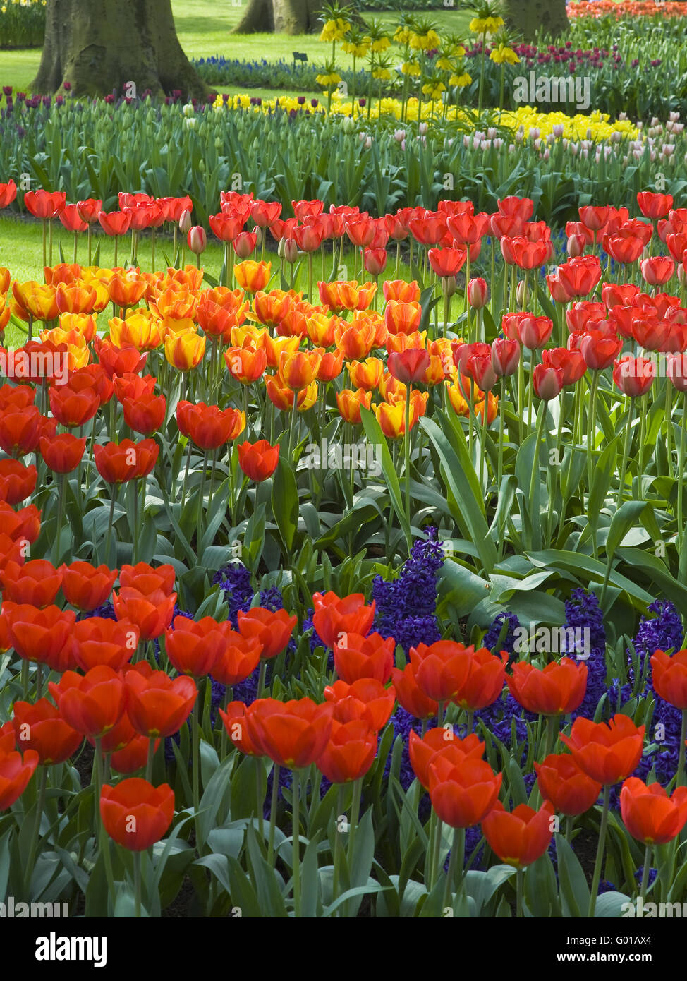 Sea of tulips Stock Photo - Alamy
