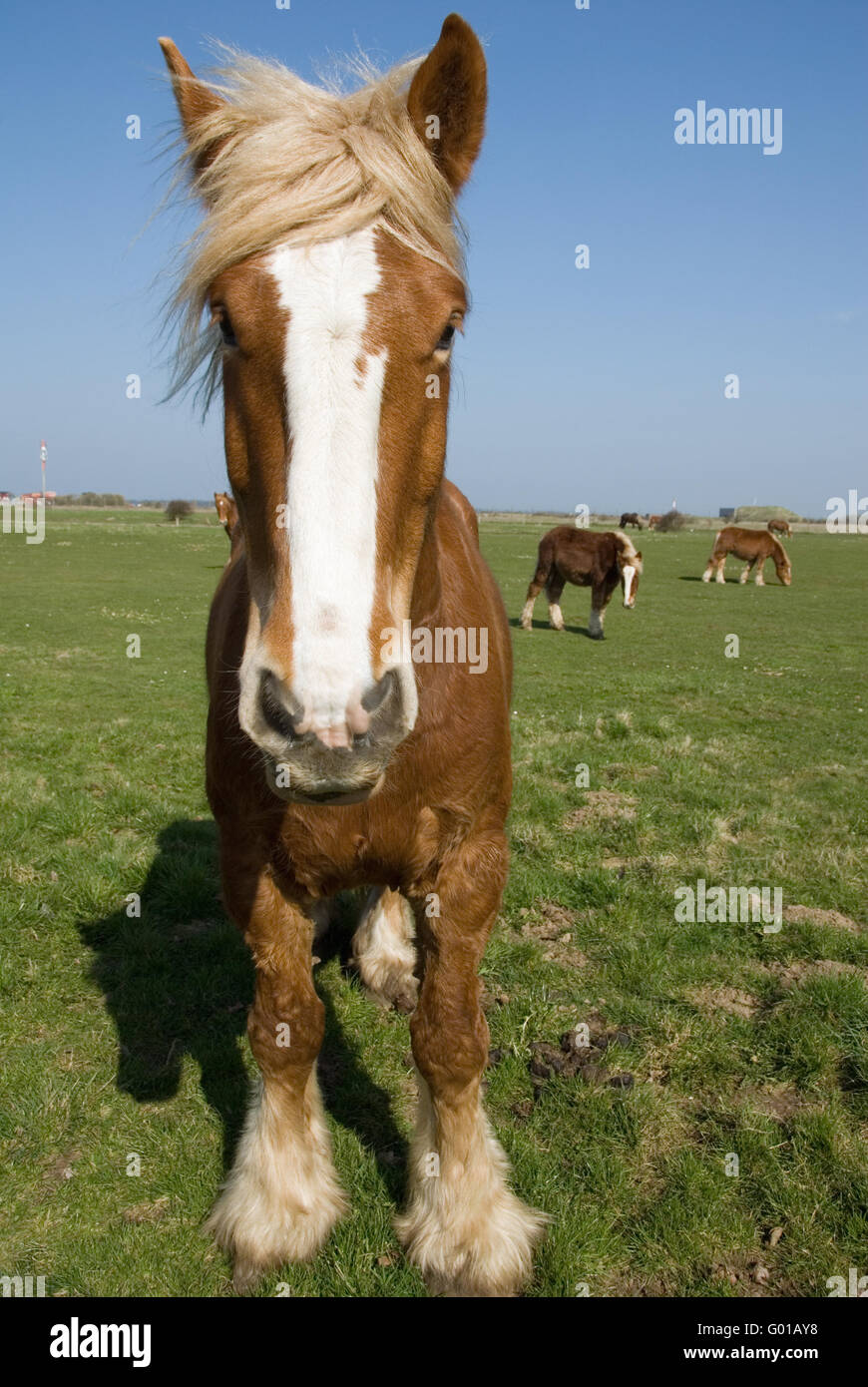 Holstein horse hi-res stock photography and images - Alamy