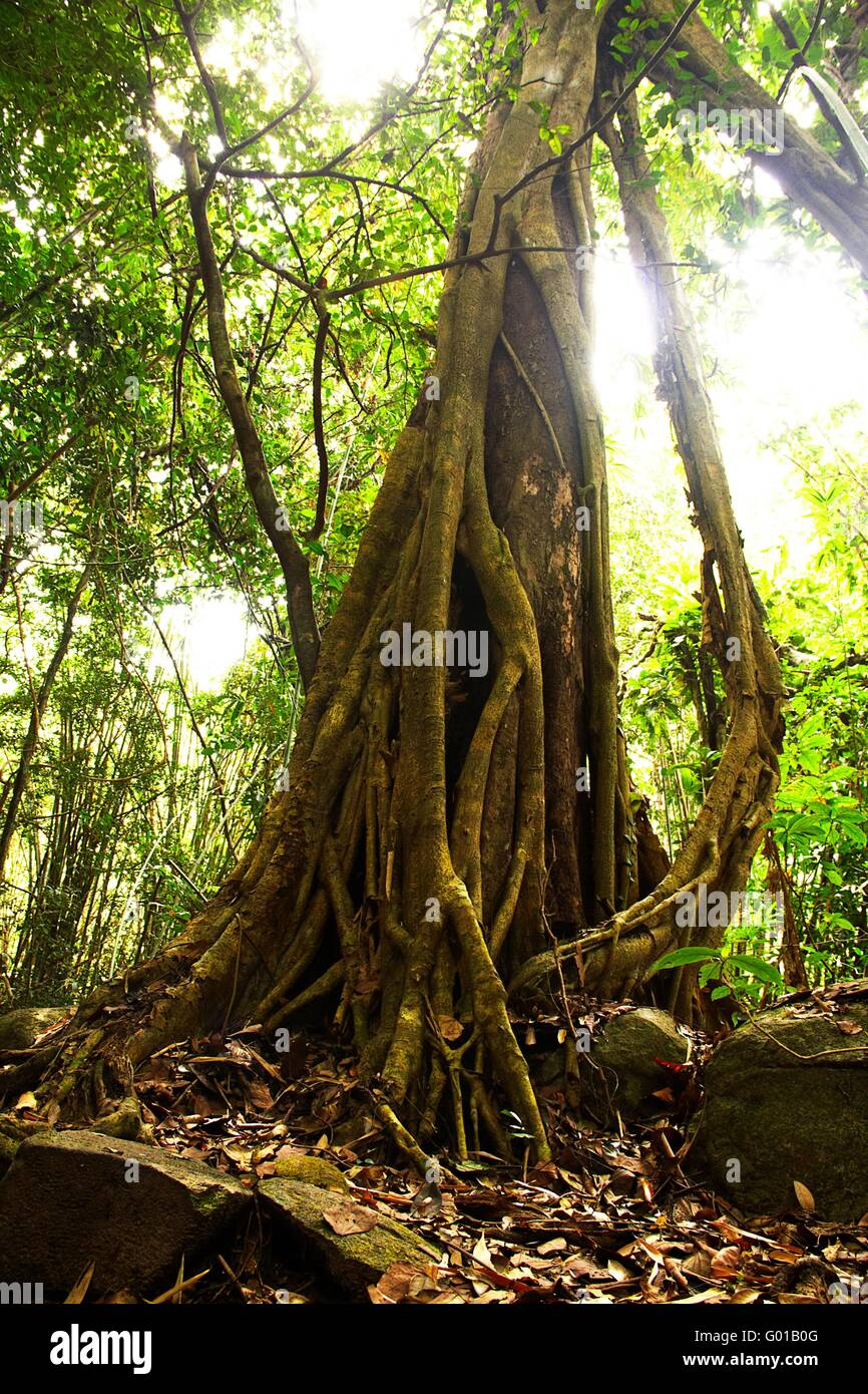 Giant Tree in the rain forest Stock Photo - Alamy