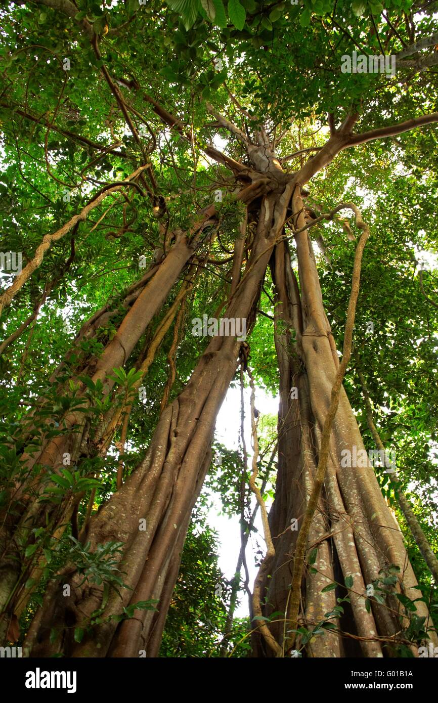 Giant Tree in the rain forest Stock Photo - Alamy