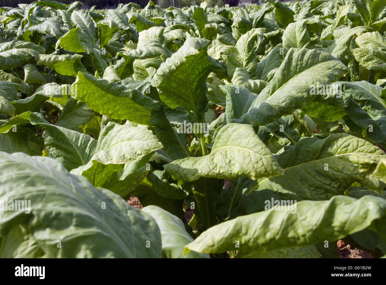 Tobaco hi-res stock photography and images - Alamy