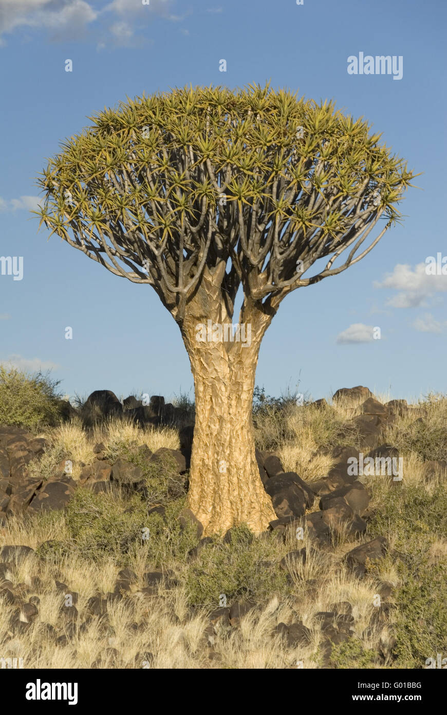 Quiver trees hi-res stock photography and images - Alamy