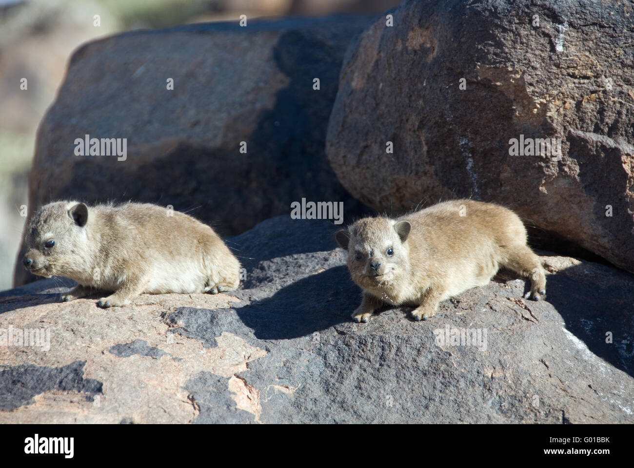 Hyrax hi-res stock photography and images - Alamy