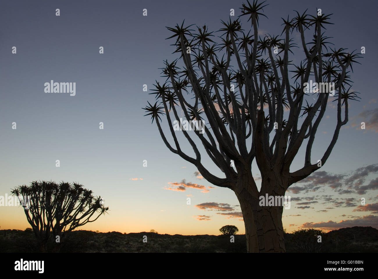 Quiver trees hi-res stock photography and images - Alamy