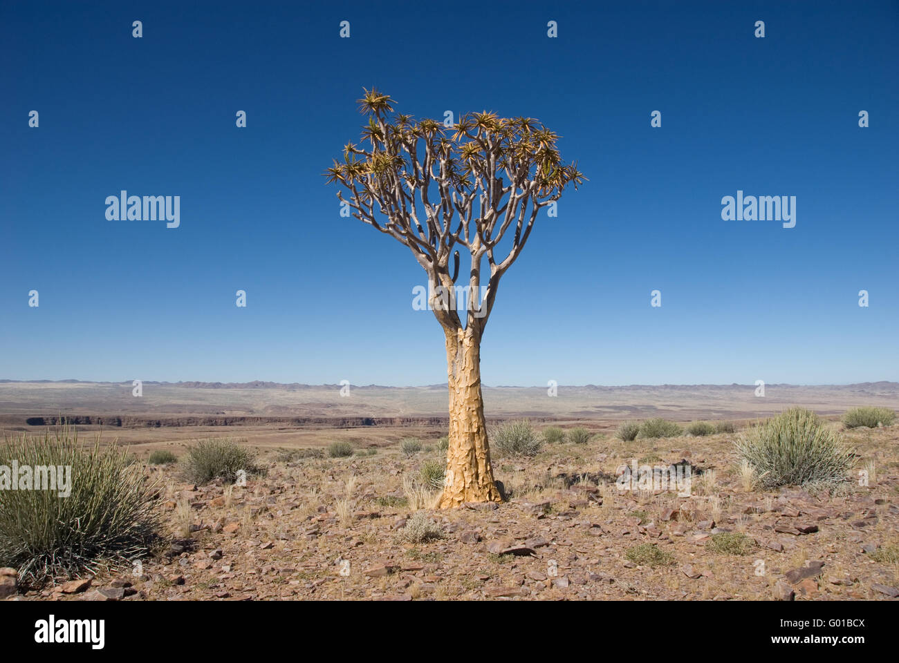 Quiver tree hi-res stock photography and images - Alamy