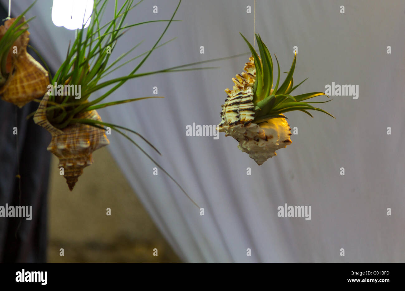 Seashells and potted plants Stock Photo - Alamy
