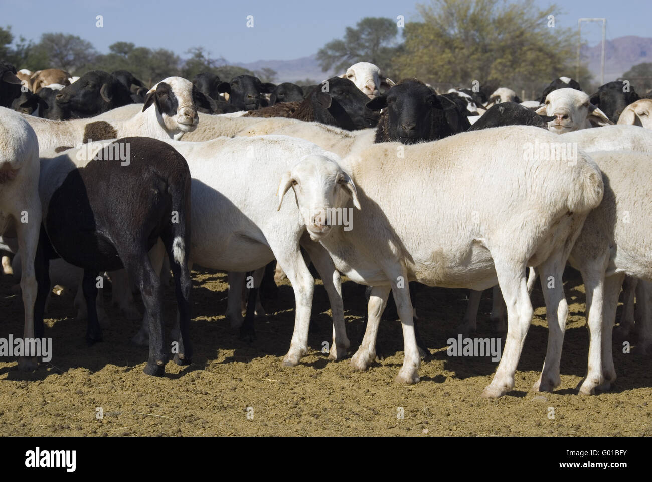 Karakul sheep hi-res stock photography and images - Alamy