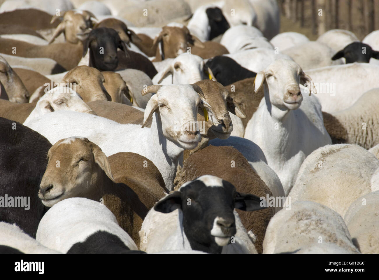 Karakul sheep hi-res stock photography and images - Alamy