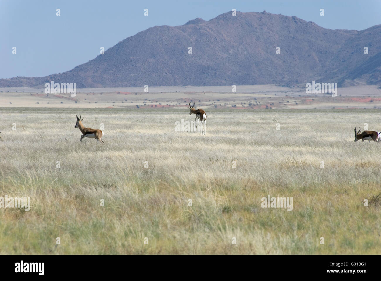 Springbok hi-res stock photography and images - Alamy