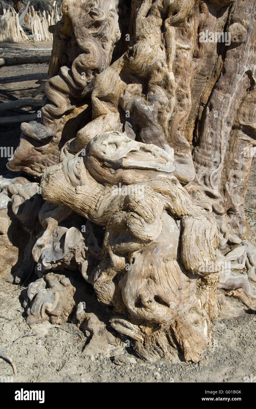 trunk Stock Photo - Alamy