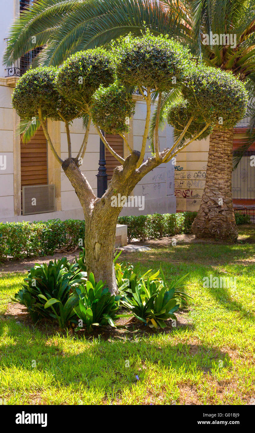 Pruned oak tree hi-res stock photography and images - Alamy