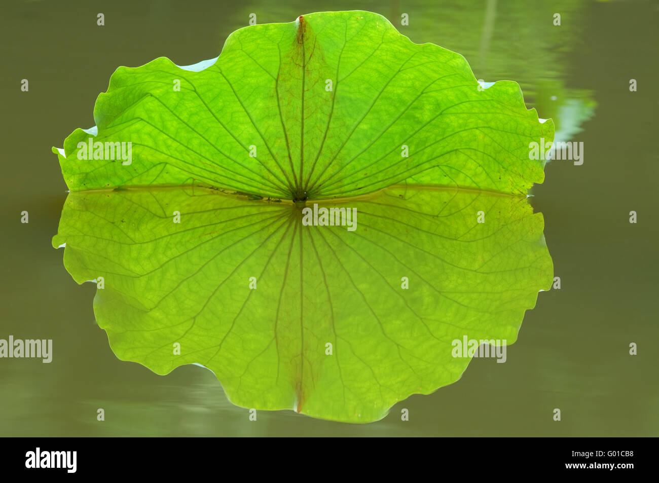 Reflection over water hi-res stock photography and images - Alamy