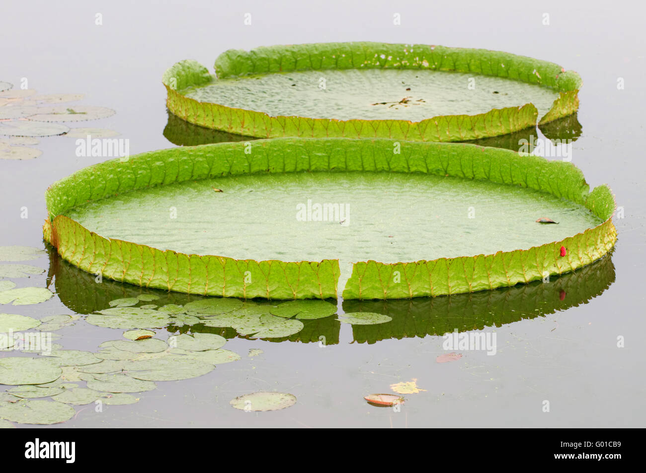 Giant leafs hi-res stock photography and images - Alamy