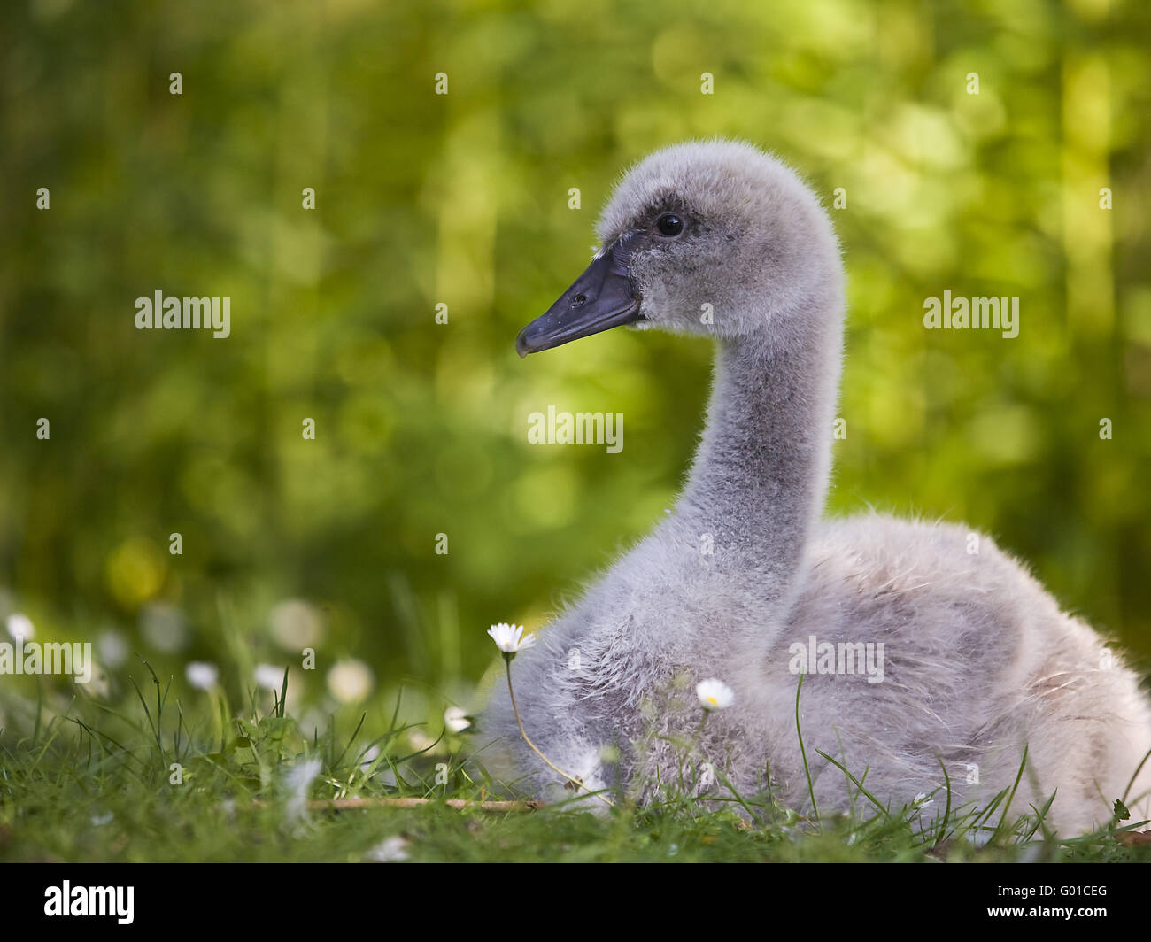 A swan chick Stock Photo - Alamy