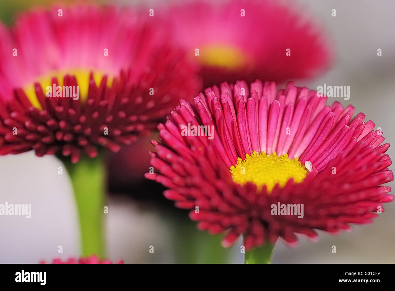 red daisy 23 Stock Photo - Alamy
