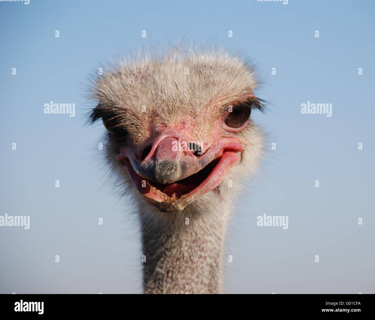 Portrait of a funny ostrich close-up Stock Photo - Alamy