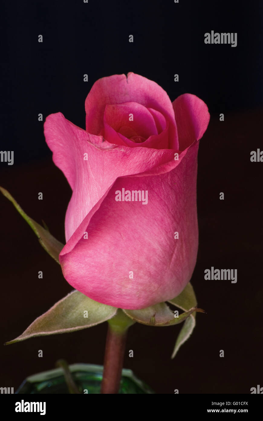 Beautiful photograph rose flower light hi-res stock photography and ...