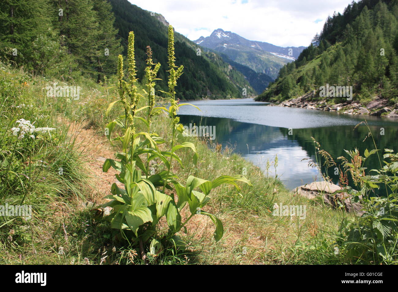 False helleborine veratrum album hi-res stock photography and images - Alamy