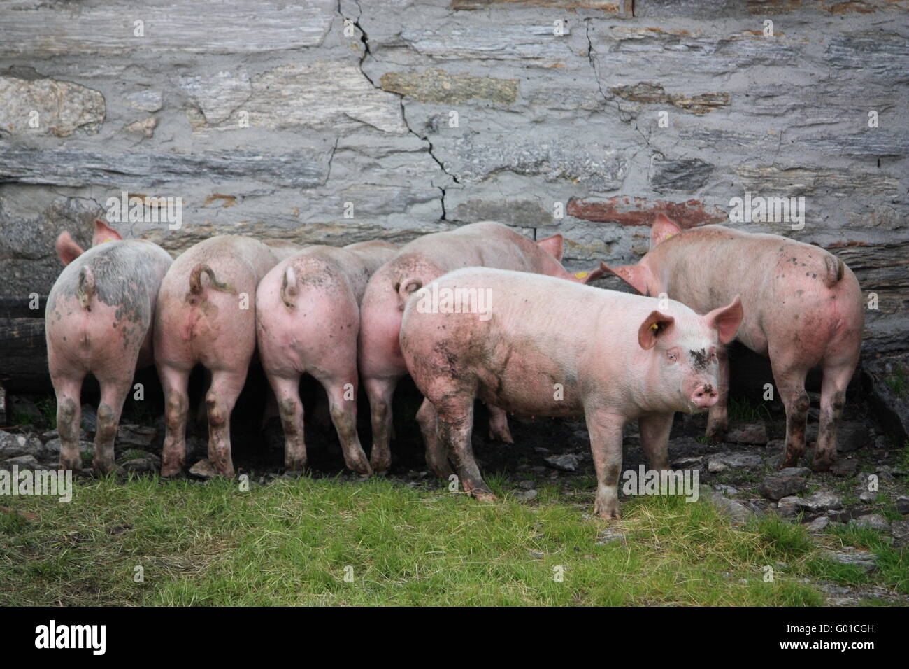 Schweinefutterung hi-res stock photography and images - Alamy