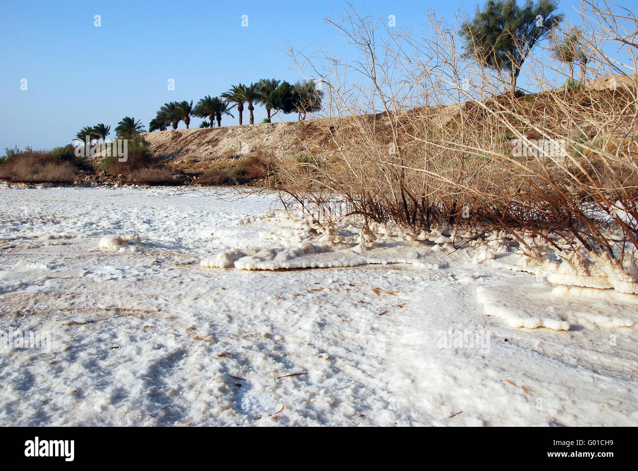 Tree salty white hi-res stock photography and images - Alamy