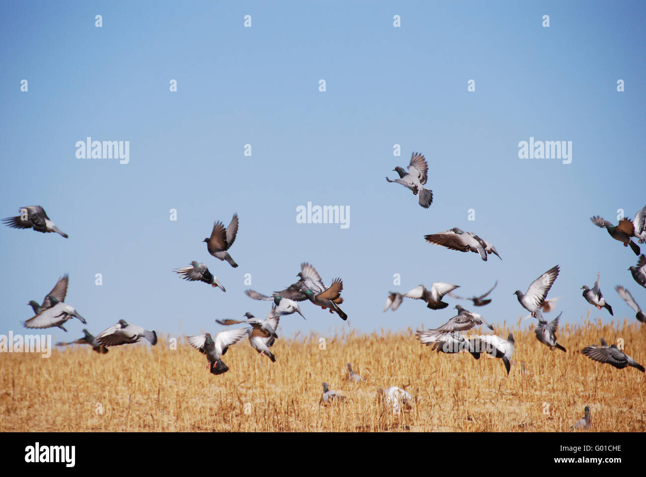 Pigeons large group hi-res stock photography and images - Alamy