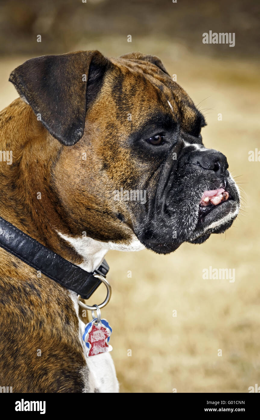 Headshot of pedigree Boxer dog Stock Photo - Alamy