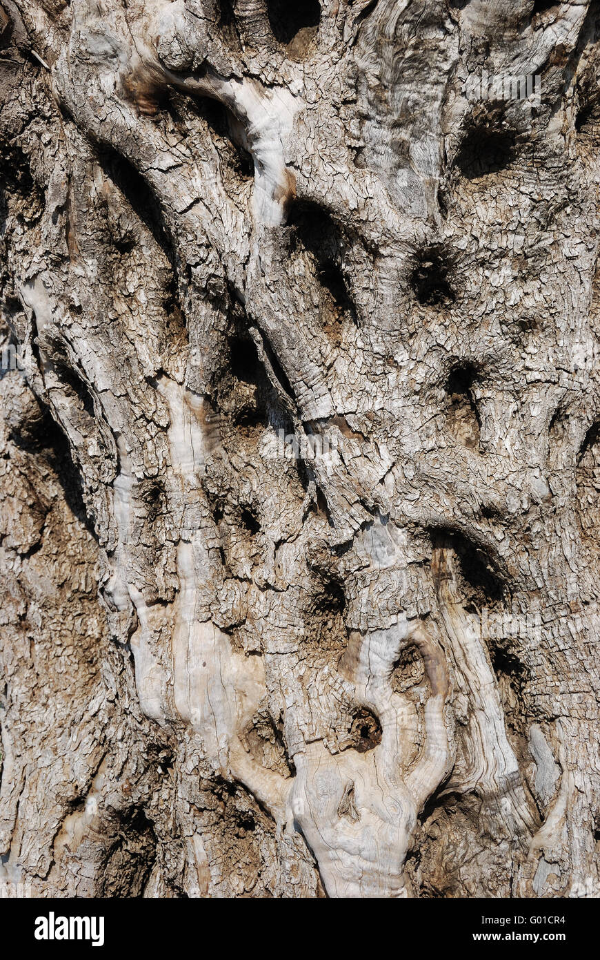 Bark of old tree Stock Photo - Alamy