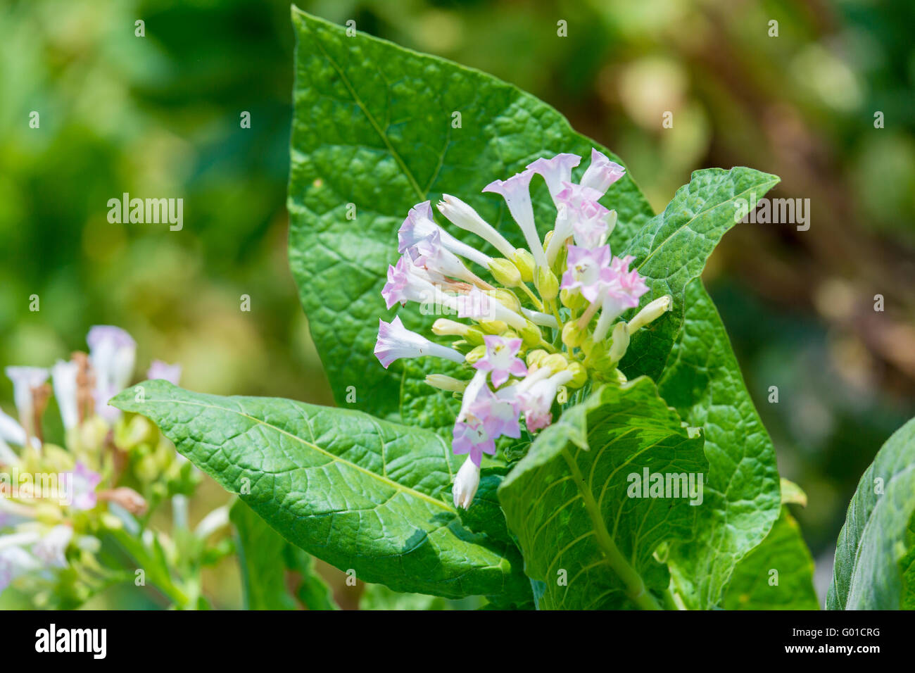 Tobacco flower in outside of Dhaka, manikganj, Bangladesh Stock Photo ...