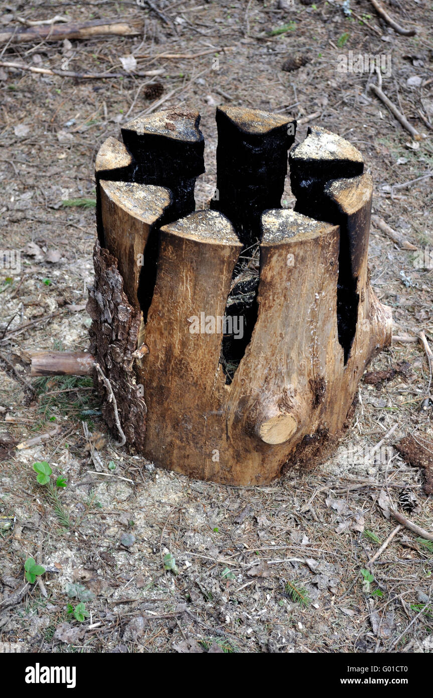 Destroyed by fire charred tree stump in forest Stock Photo - Alamy