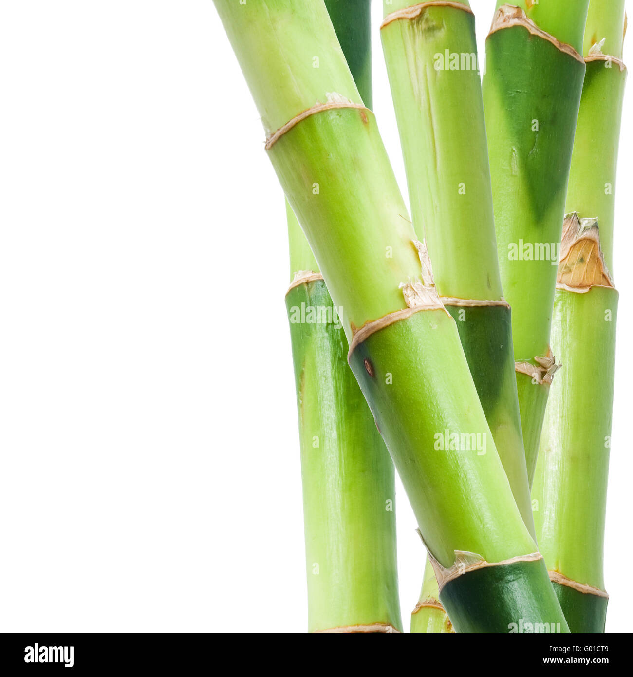Tree freshness bamboo climate hi-res stock photography and images - Alamy