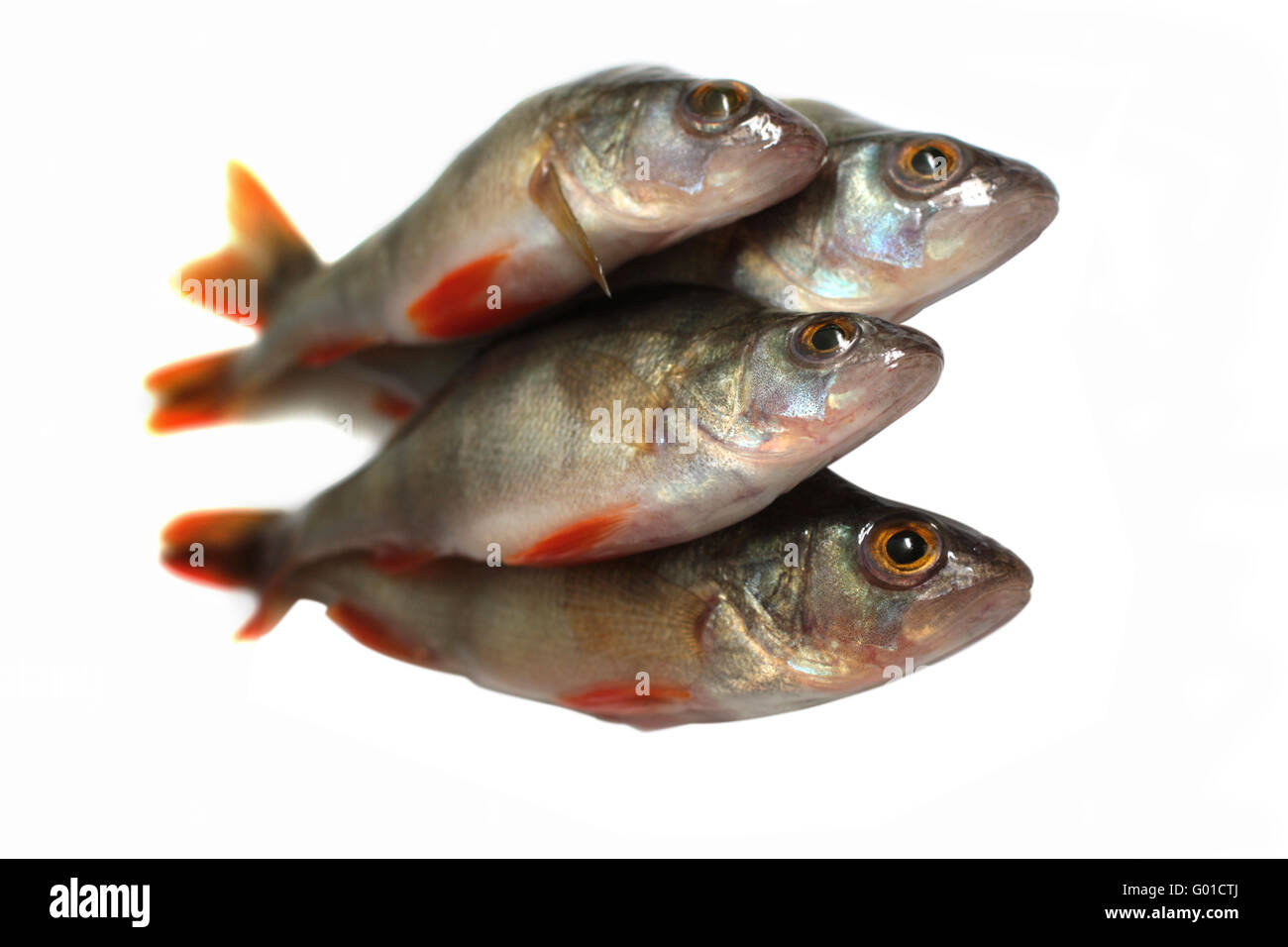 Perches freshwater fish hi-res stock photography and images - Alamy