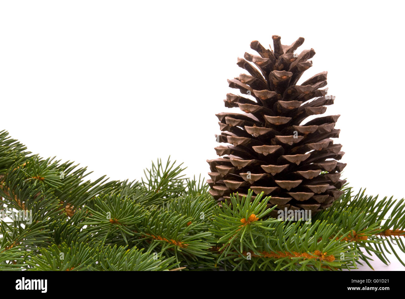 Branch with cone isolated on a white background Stock Photo - Alamy