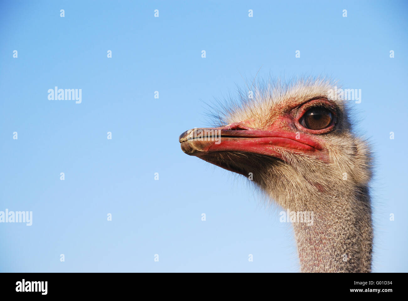 Fanny up hi-res stock photography and images - Alamy