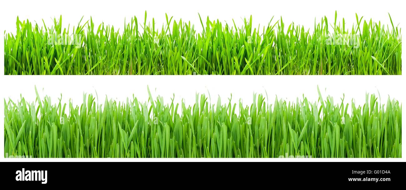 Two types of green grass on white background Stock Photo - Alamy